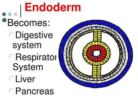 Ppt Animal Growth And Development The Journey From Fertilization To