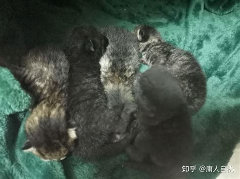 狸花猫蓝猫串串幼崽 知乎