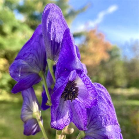 Wolfsbane Dont Perceive Me The Poison Garden