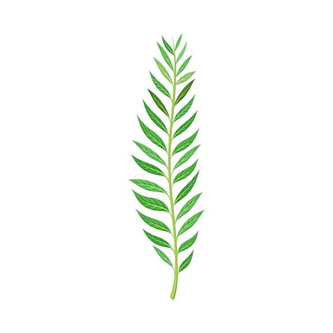 Premium Vector Green Leafy Stem Or Stalk With Foliage And Veins