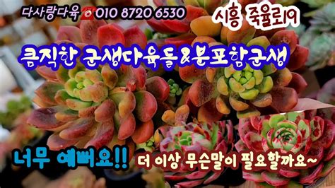 말이 필요 없음너무너무 어여쁜 군생다육 많아요 살루 대품 가격대박 샤넬신상 멋짐주의 분포함군생 대품 중품등