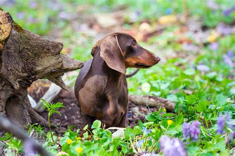 Zdjęcia Jamnika 10 Fotografii