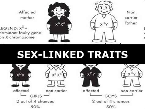 Sex Influenced Traits Ppt
