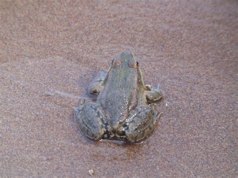 Premium Photo Close Up Of Frog On Sand
