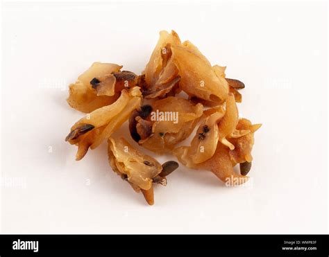A Group Of Dried Clams On White Background Died Seafood Ingredients