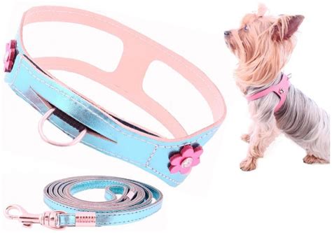 Best Harness For Maltese At Donald Bryan Blog