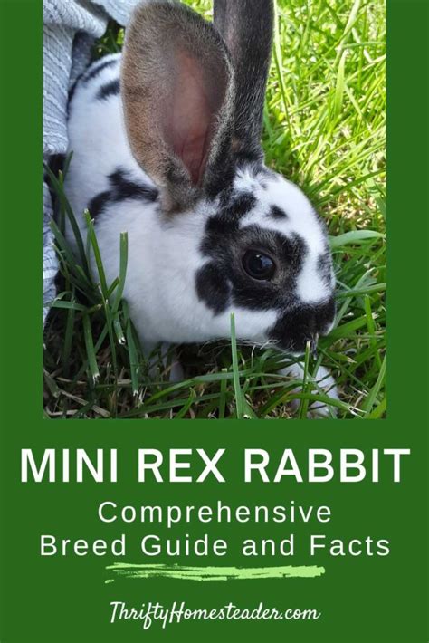 Mini Rex Rabbit Comprehensive Breed Guide And Facts