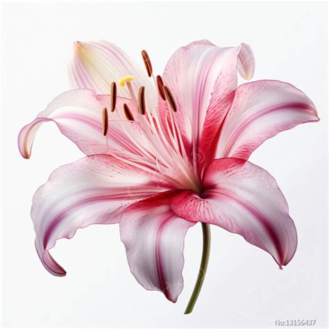 一朵百合花素材ai图片下载红动中国
