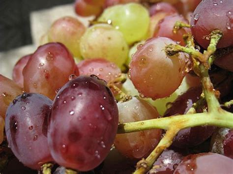 Grape - Wikipedia