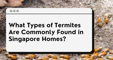 What Types Of Termites Are Commonly Found In Singapore Homes The Singaporean