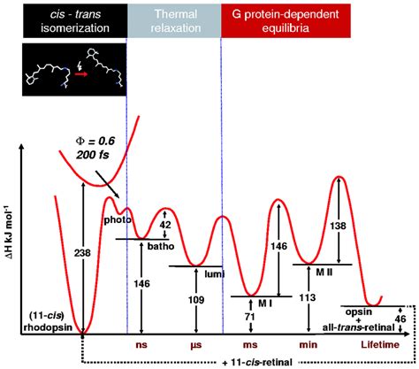 7 The Energy Landscape Of The Visual Cycle Of Rhodopsin A 28 ˚ A