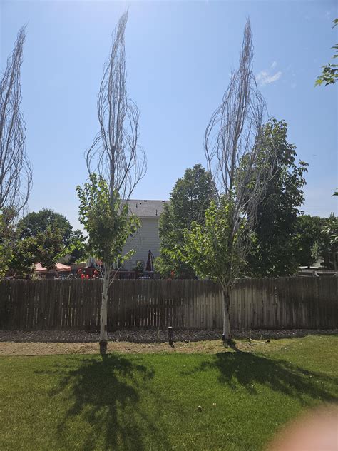 Maple Tree Diseases R Tree