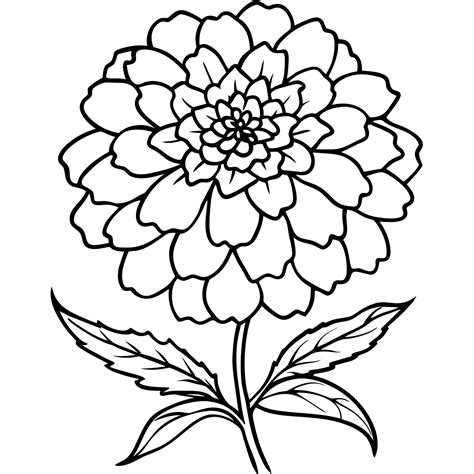 Marigold Flower Outline Drawing