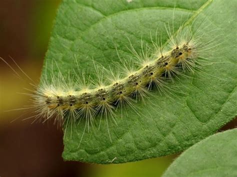 11 Natural Ways To Get Rid Of Fall Webworms Dre Campbell Farm