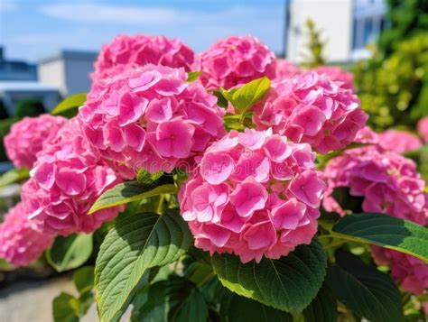 Hydrangea Flowers Blooming Pink Hortensia Hydrangea Paniculata Flower