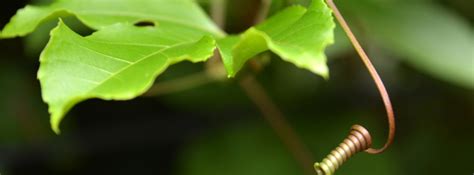 Ibs Vs Sibo Whats The Difference Neighborhood Naturopathic