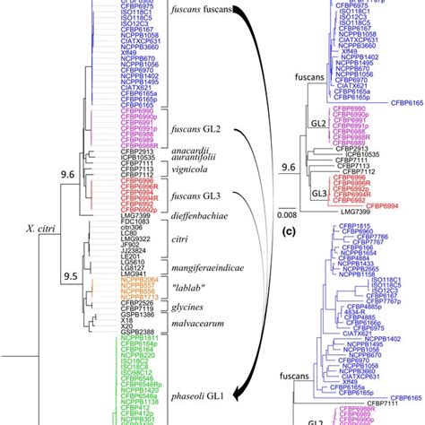 Worldwide Distribution Of Common Bacterial Blight Of Bean Cbb Agents Download Scientific