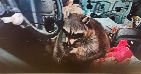 Raccoon With Meth Pipe