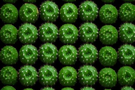 Premium Photo Different Types Of Cactus And Trees