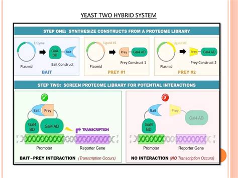 Protein Protein Interactions Pptx
