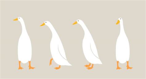 30 Indian Runner Duck Stock Illustrations Royalty Free Vector