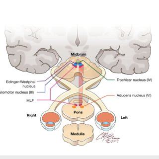 Illustration Demonstrating The Anatomic Location Of The Medial