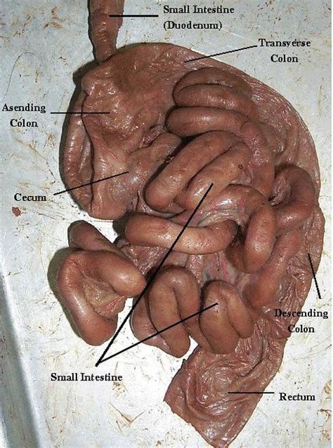 Duodenum Jejunum Ileum Cat