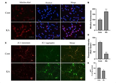 Ka Induces Mitochondria Dysfunction In Vitro A B Mtros Was Download Scientific Diagram