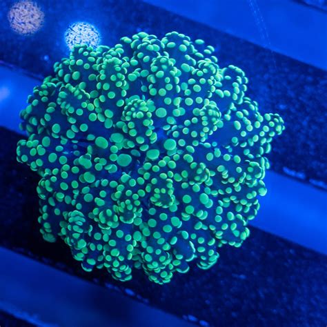 Golden Frogspawn Frag 1 Detroit Reef Club