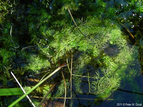Utricularia Intermedia Flat Leaved Bladderwort Minnesota Wildflowers
