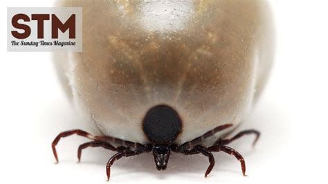 The Brutal Bite Of A Hidden Illness In Australia — Lyme Disease Perthnow