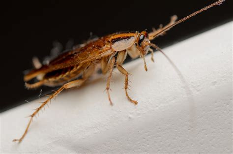Cockroach Robots The Way The Bugs Run At Three Speeds Inspires New