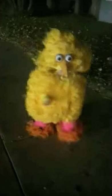 Best 13 Big Bird Is The Word Big Bird Sings “surfin Bird Artofit