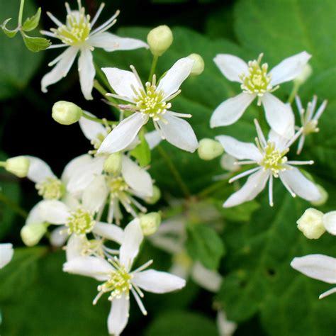 Virgin S Bower