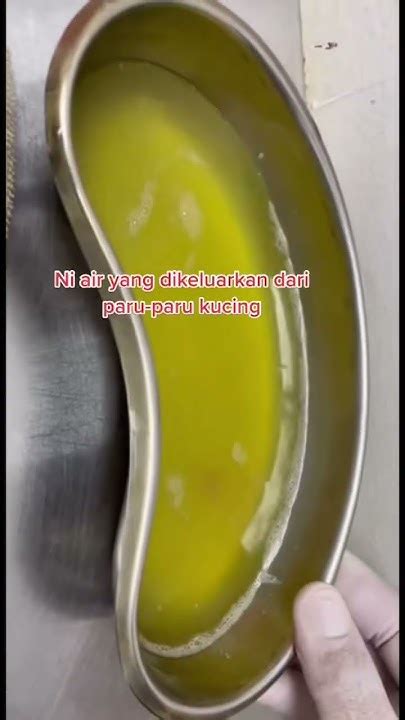 Peparu Berair 😭 Youtube