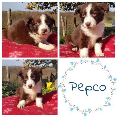 Pepco Zampa Nel Cuore Italia