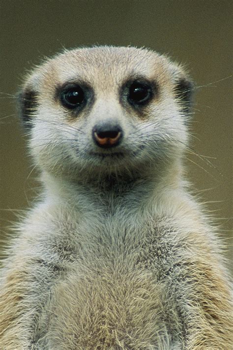 Meerkat Vs Bird