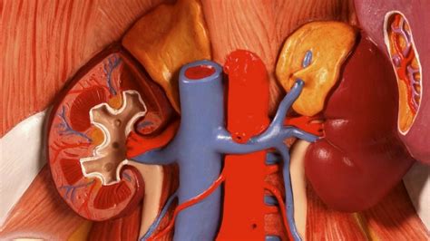 Nephrologist Vs Urologist Faculty Of Medicine