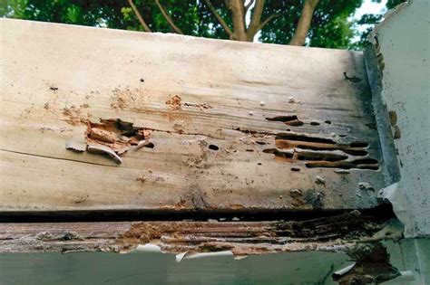 Carpenter Ants Pest Control And Extermination Services Mississauga