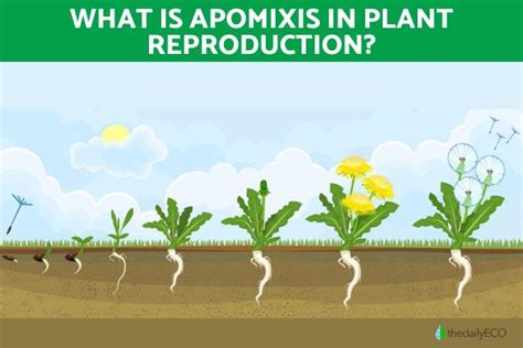 Apomixis Reproduction In Plants Definition Types Examples And