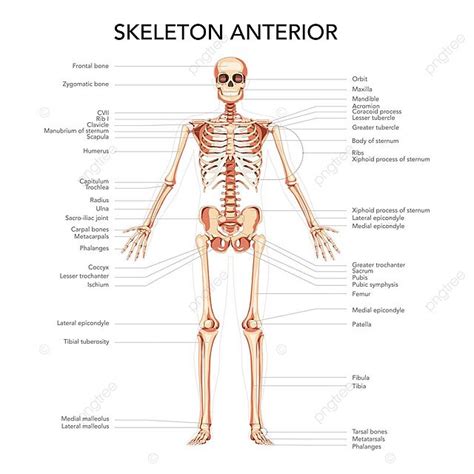 Labelled Human Skeleton Diagram In Natural Colours Tibia Woman Skeletal Vector Tibia Woman