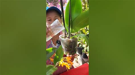 Los Cuidados Basicos De Las Orquideas Para Mantenerlas Hermosas Jardin