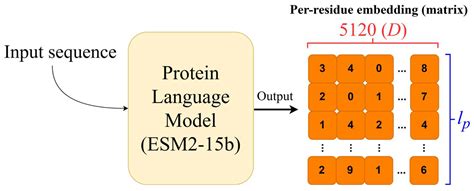 Embedding Based Alignments Capture Structural And Sequence Domains Of
