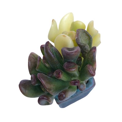 Crassula Ovata Gollum Variegata Cedar Creek Farmhouse