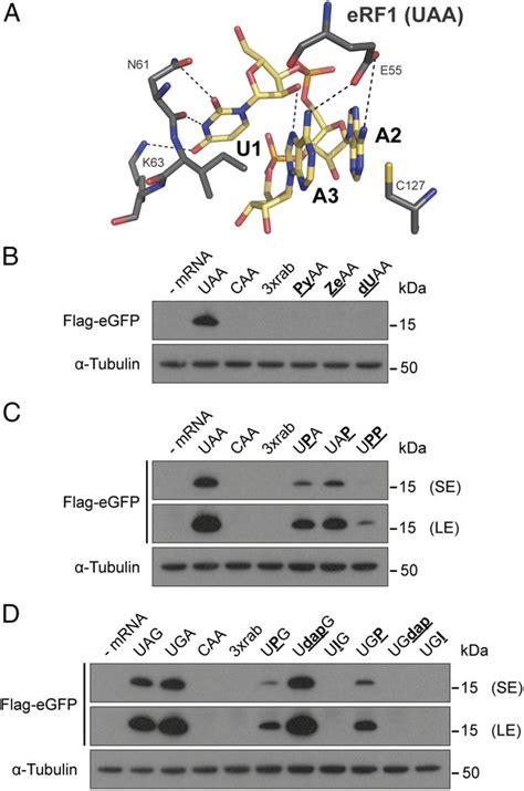Eukaryotic Termination At Modified Stop Codons A Potential Download Scientific Diagram