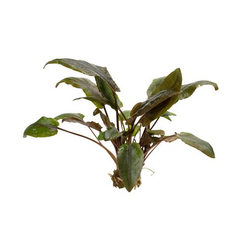 Cryptocoryne Wendtii ‘mi Oya Aq478 Lincspplants