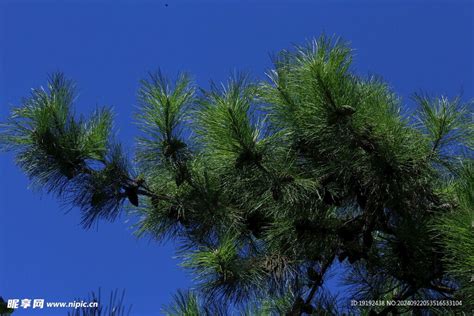 松树松枝 摄影图 树木树叶 生物世界 摄影图库 昵图网