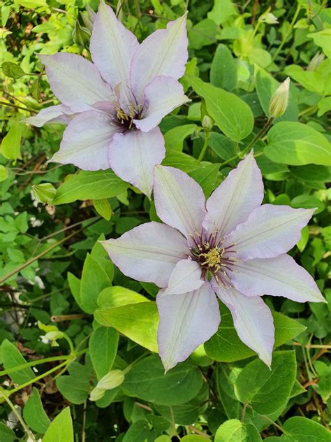 Clematis Samaritan Jo Evipo075 Clematis Westphal