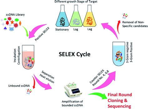 Illustration Of An Aptamer Selection Procedure Based On Whole Cell