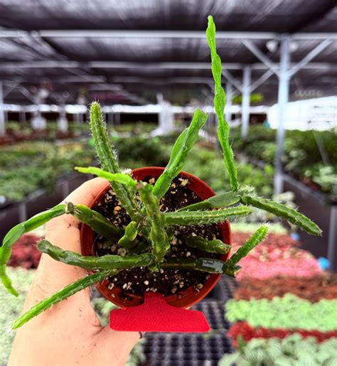 Exact Plant Rhipsalis Sulcata Specific 4” Pot Rse2517 Gg3 All Plants Require You To Purchase
